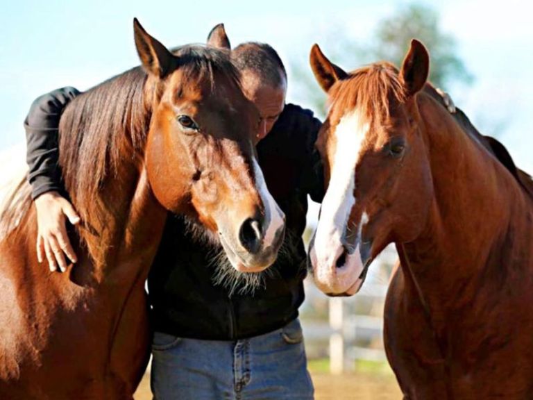 I Cavalli di Tenuta la Baronessa | Cavalli e Benessere psicofisico ...